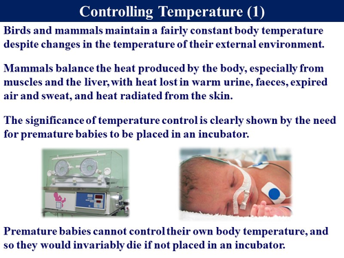 Bio5.8 Homeostasis - Temperature Control | Teaching Resources