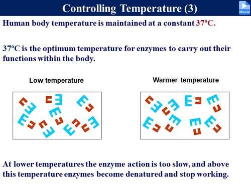 Bio5.8 Homeostasis - Temperature Control | Teaching Resources