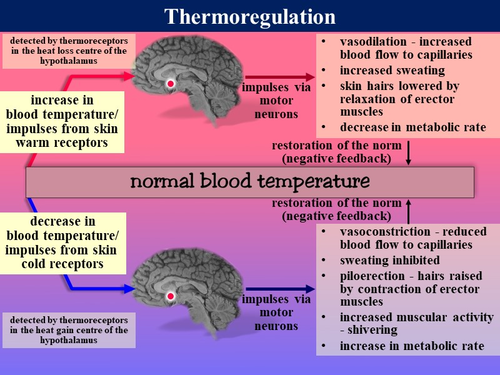 Bio5.8 Homeostasis - Temperature Control | Teaching Resources