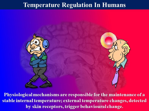 Bio5.8 Homeostasis - Temperature Control | Teaching Resources