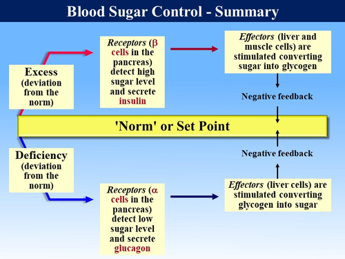 Bio5.9 Homeostasis - Sugar Control | Teaching Resources