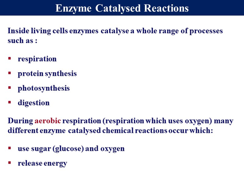 Bio2.16 Enzymes 1 - Metabolic Catalysts | Teaching Resources
