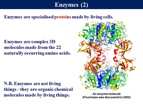 Bio2.16 Enzymes 1 - Metabolic Catalysts | Teaching Resources