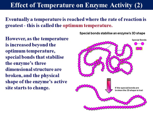 Bio2.16 Enzymes 1 - Metabolic Catalysts | Teaching Resources