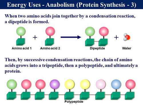 Bio2.16 Enzymes 1 - Metabolic Catalysts | Teaching Resources