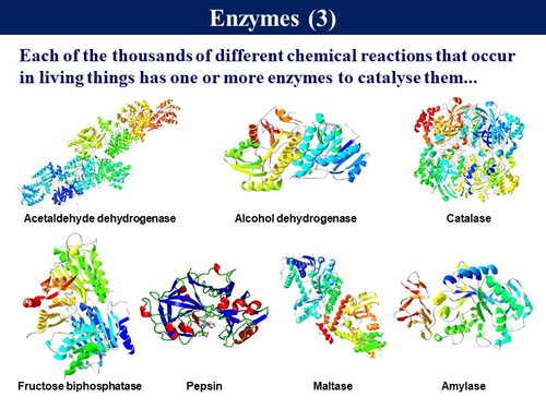 Bio2.16 Enzymes 1 - Metabolic Catalysts | Teaching Resources