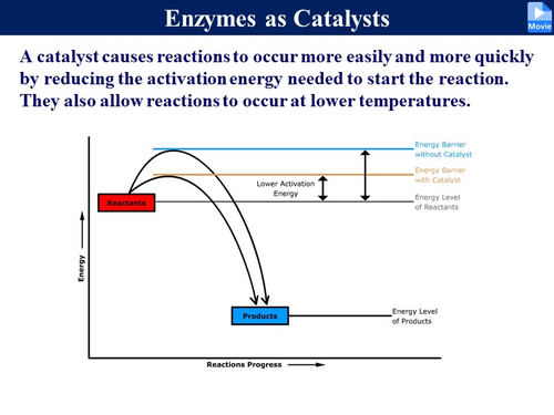 Bio2.16 Enzymes 1 - Metabolic Catalysts | Teaching Resources