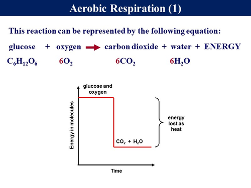Bio2.16 Enzymes 1 - Metabolic Catalysts | Teaching Resources