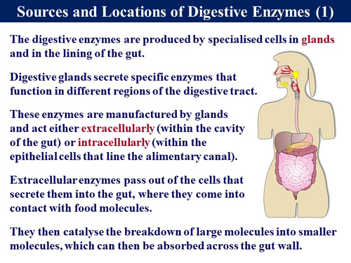 Bio2.17 Enzymes 2 - Digestion | Teaching Resources
