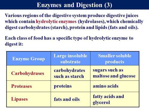 Bio2.17 Enzymes 2 - Digestion | Teaching Resources