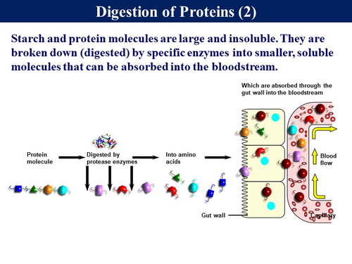 Bio2.17 Enzymes 2 - Digestion | Teaching Resources
