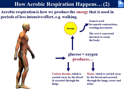 Bio4.3 Respiration & Exercise | Teaching Resources