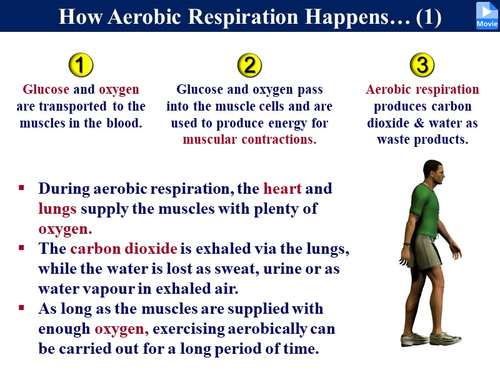 Bio4.3 Respiration & Exercise | Teaching Resources