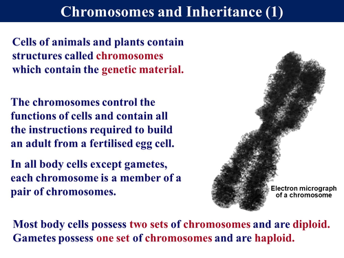 Bio1.7 Mitosis, Stem Cells & Cell Differentiation | Teaching Resources