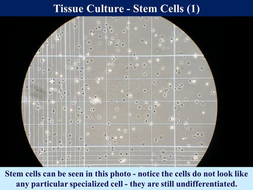 Bio1.7 Mitosis, Stem Cells & Cell Differentiation | Teaching Resources