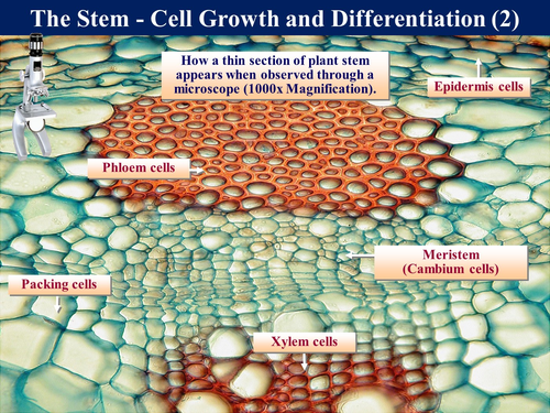 Bio1.7 Mitosis, Stem Cells & Cell Differentiation | Teaching Resources