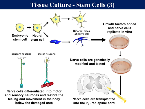 Bio1.7 Mitosis, Stem Cells & Cell Differentiation | Teaching Resources