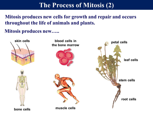 Bio1.7 Mitosis, Stem Cells & Cell Differentiation | Teaching Resources