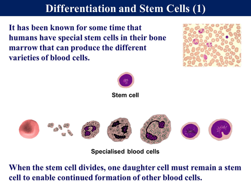 Bio1.7 Mitosis, Stem Cells & Cell Differentiation | Teaching Resources