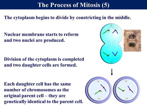 Bio1.7 Mitosis, Stem Cells & Cell Differentiation | Teaching Resources