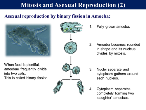 Bio1.7 Mitosis, Stem Cells & Cell Differentiation | Teaching Resources