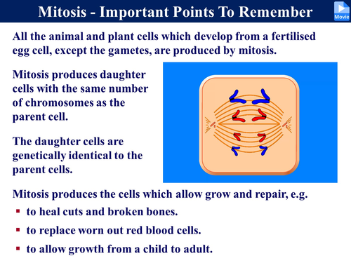 Bio1.7 Mitosis, Stem Cells & Cell Differentiation | Teaching Resources