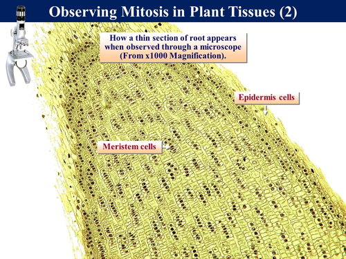 Bio1.7 Mitosis, Stem Cells & Cell Differentiation | Teaching Resources