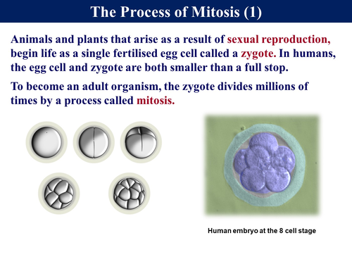 Bio1.7 Mitosis, Stem Cells & Cell Differentiation | Teaching Resources