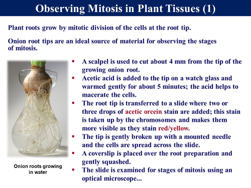 Bio1.7 Mitosis, Stem Cells & Cell Differentiation | Teaching Resources