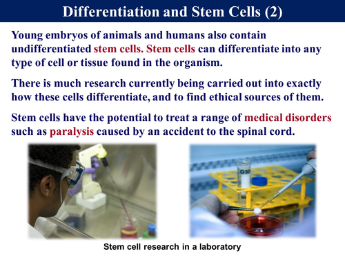 Bio1.7 Mitosis, Stem Cells & Cell Differentiation | Teaching Resources