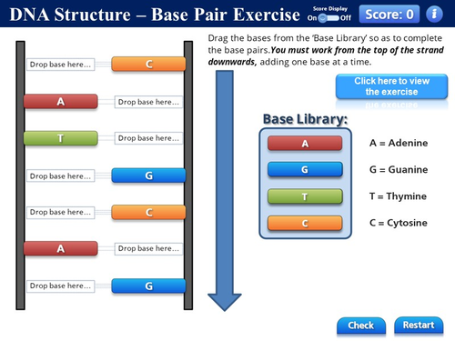 Bio6.4 DNA & the Genome | Teaching Resources