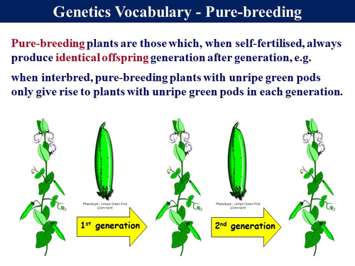 Bio6.7 Inheritance - Genetic Variation | Teaching Resources