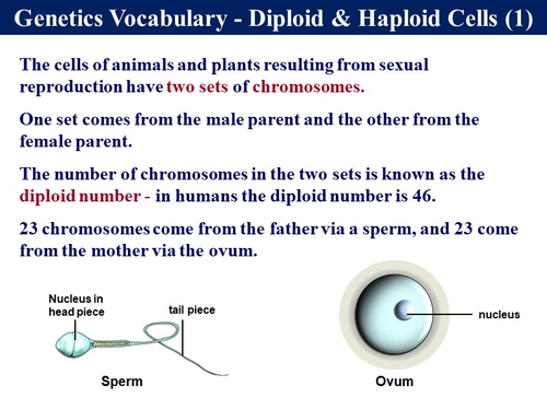 Bio6.7 Inheritance - Genetic Variation | Teaching Resources Bio6.7 Inheritance - Genetic Variation | Teaching Resources