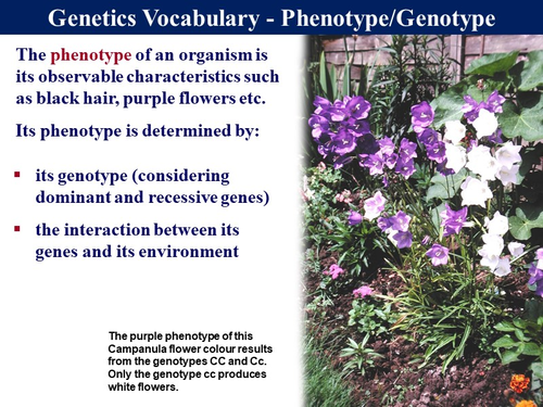 Bio6.7 Inheritance - Genetic Variation | Teaching Resources Bio6.7 Inheritance - Genetic Variation | Teaching Resources