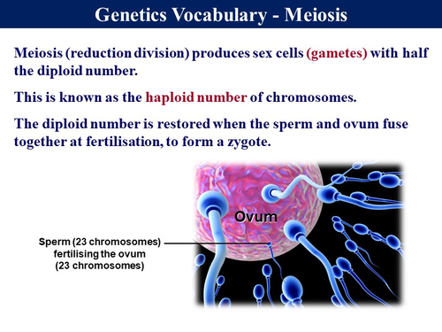 Bio6.7 Inheritance - Genetic Variation | Teaching Resources Bio6.7 Inheritance - Genetic Variation | Teaching Resources