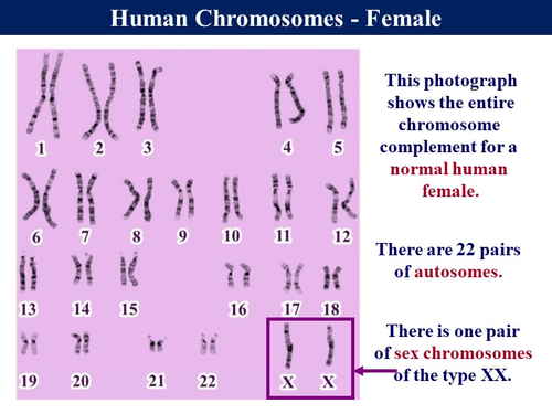Bio6.7 Inheritance - Genetic Variation | Teaching Resources
