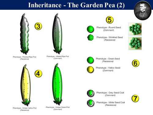 Bio6.7 Inheritance - Genetic Variation | Teaching Resources Bio6.7 Inheritance - Genetic Variation | Teaching Resources