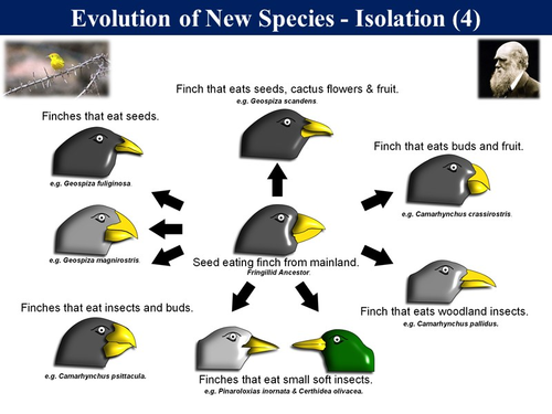 Bio6 13 Speciation And Fossil Record Teaching Resources