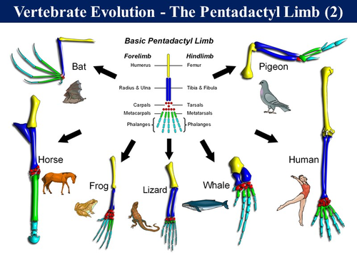 Bio6 13 Speciation And Fossil Record Teaching Resources