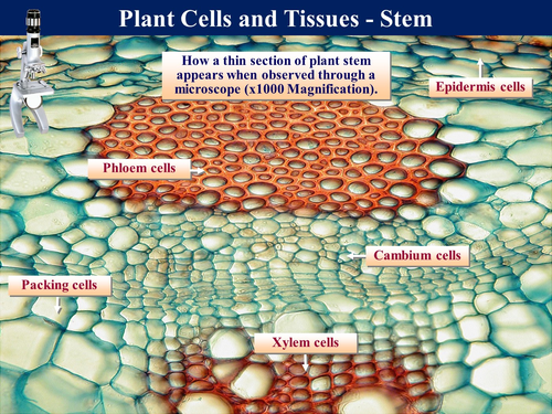 Bio1.1 Cells - Animals, Plants, Algae, Fungi & Bacteria | Teaching Resources