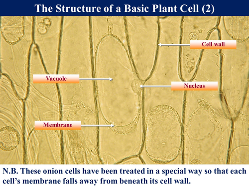 Bio1.1 Cells - Animals, Plants, Algae, Fungi & Bacteria | Teaching Resources