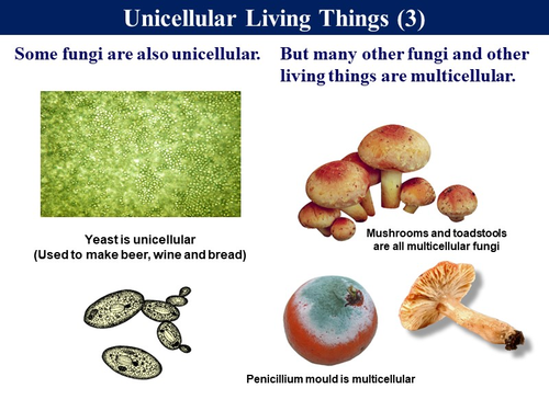 Bio2.1 Cells - Discovery, Organisation & Specialisation | Teaching ...