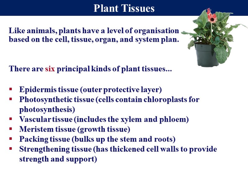 Bio2.3 Tissues & Organs - Plants | Teaching Resources