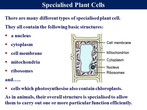 Bio2.3 Tissues & Organs - Plants | Teaching Resources