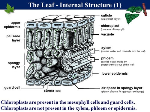 Bio4.1 Photosynthesis & Leaf Structure | Teaching Resources