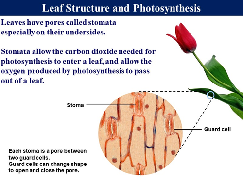 Bio4.1 Photosynthesis & Leaf Structure | Teaching Resources
