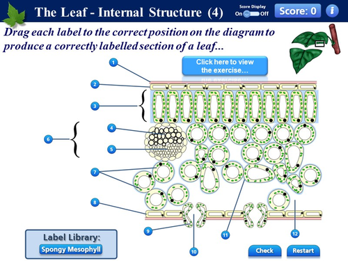 Bio4.1 Photosynthesis & Leaf Structure | Teaching Resources