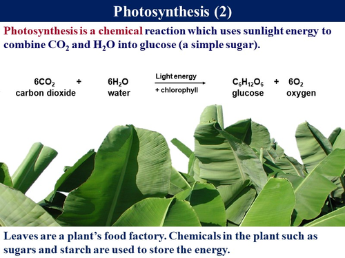 Bio4.1 Photosynthesis & Leaf Structure | Teaching Resources