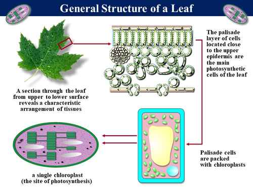 Bio4.1 Photosynthesis & Leaf Structure | Teaching Resources