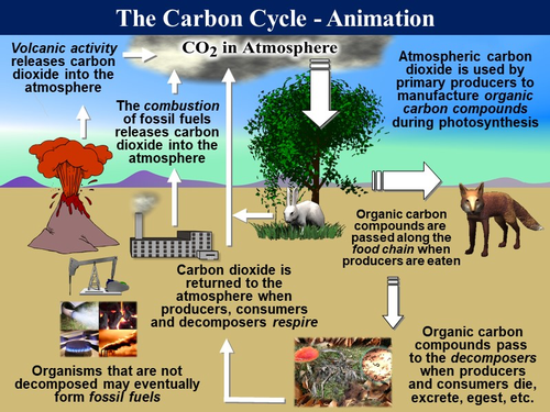 Bio7.8_7.9 Decay & The Carbon Cycle | Teaching Resources